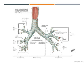 Segmental approach to Congenital Heart Disease | PDF