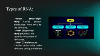 TOPIC DNA RNA Amino Acids AND Protein.pptx