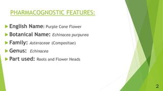 Echinacea.pptx