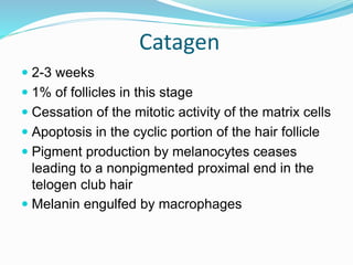 Topic hair cycle | PPTX