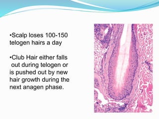Topic hair cycle | PPTX