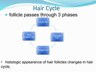 Topic hair cycle | PPTX