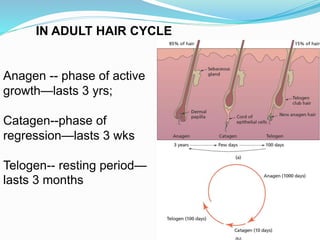 Topic hair cycle | PPTX