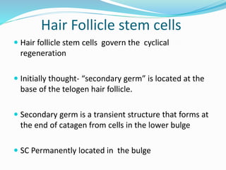 Topic hair cycle | PPTX