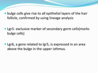 Topic hair cycle | PPTX
