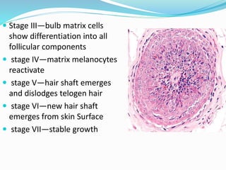 Topic hair cycle | PPTX