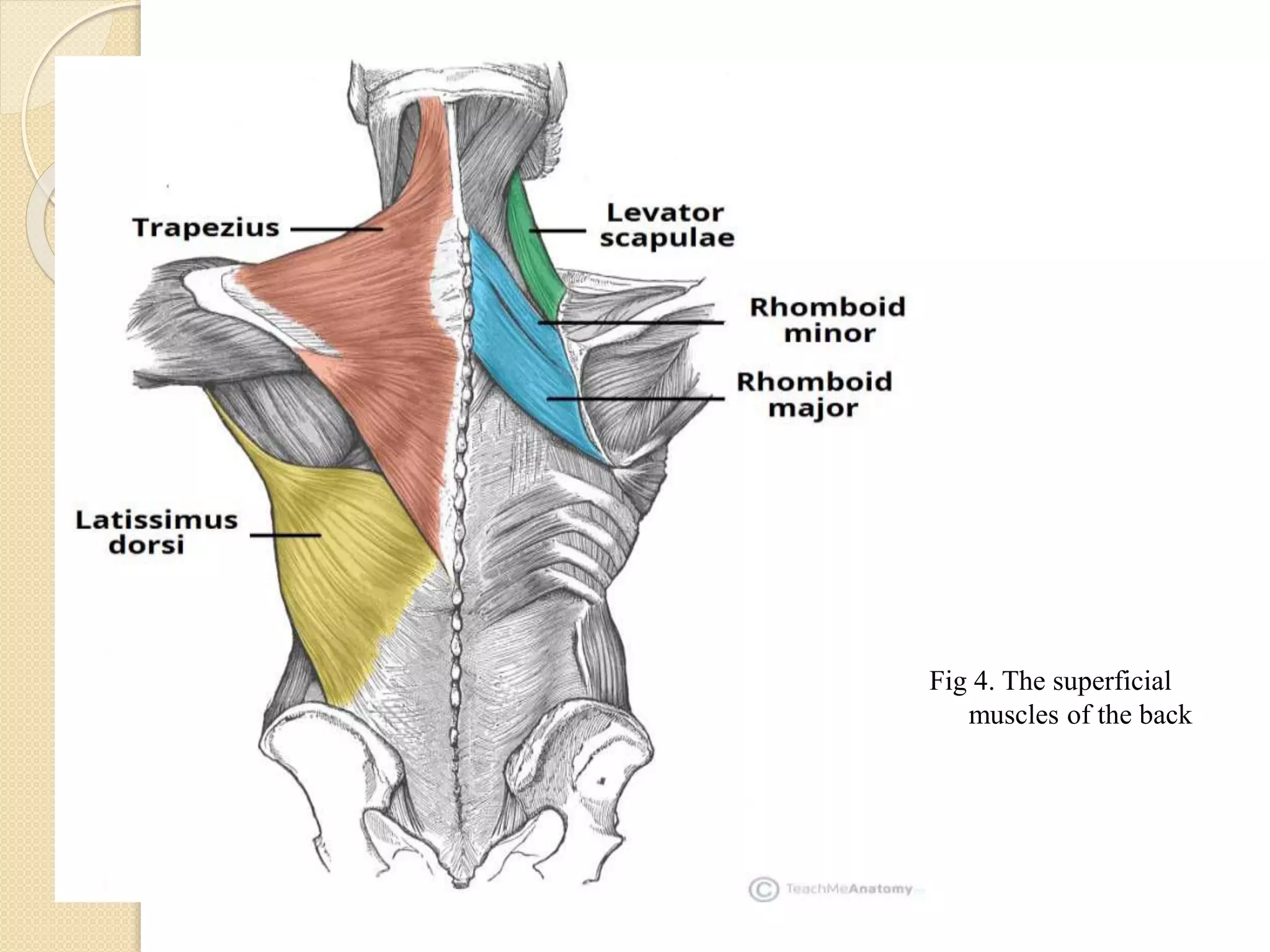Surgery & anatomy of vertebral column and spinal nerves | PPTX