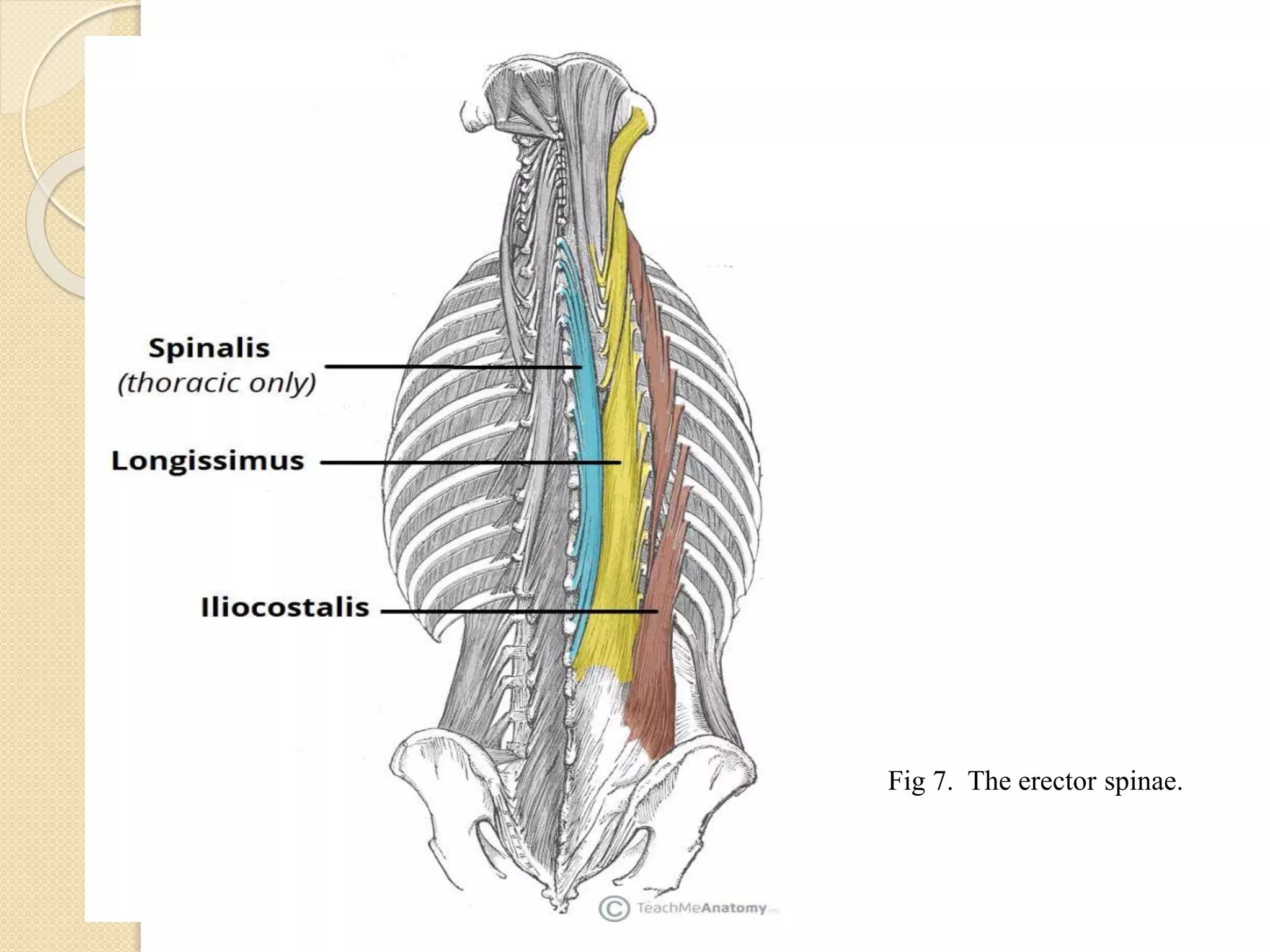 Surgery & anatomy of vertebral column and spinal nerves | PPTX