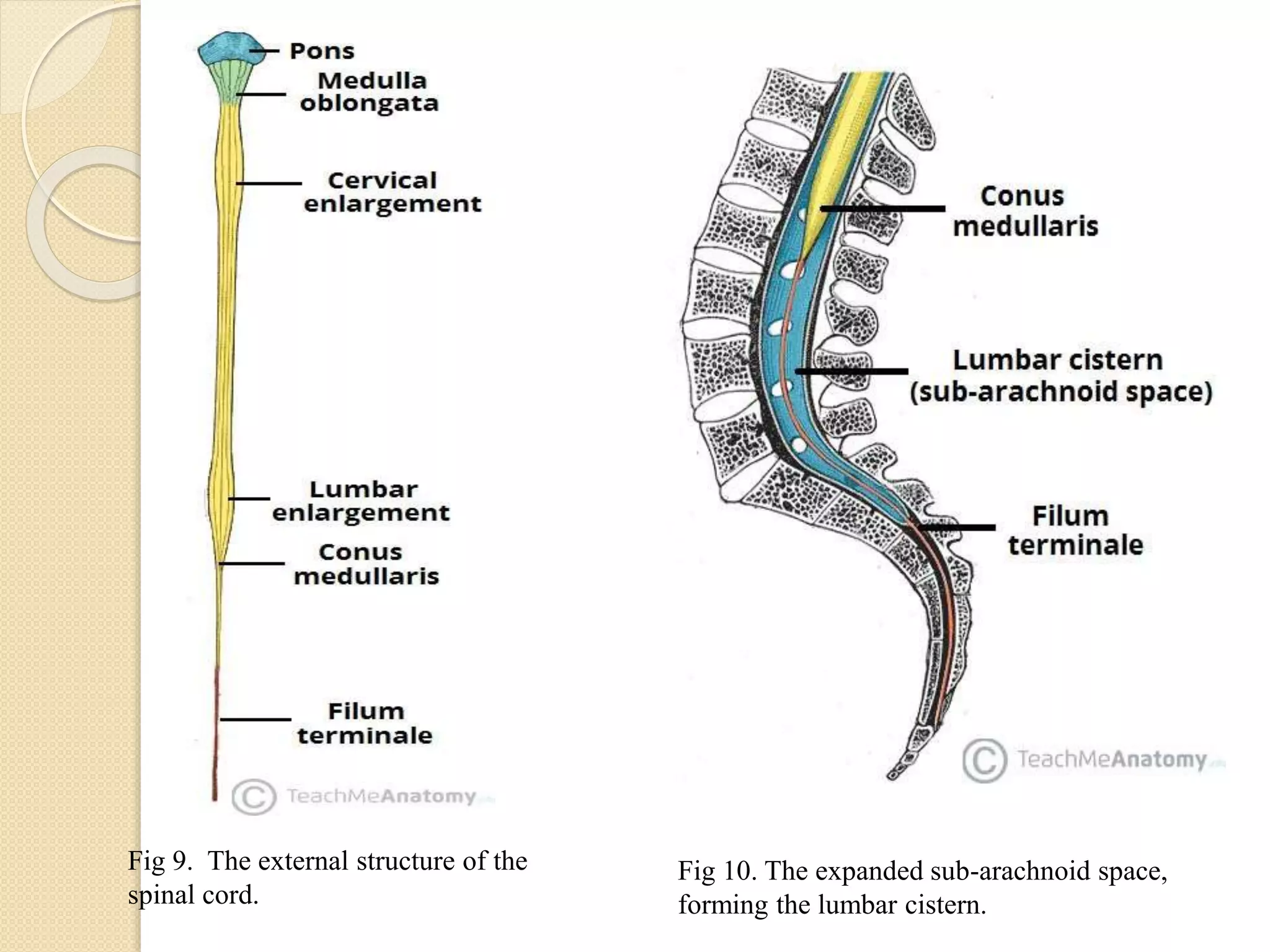 Surgery & anatomy of vertebral column and spinal nerves | PPTX