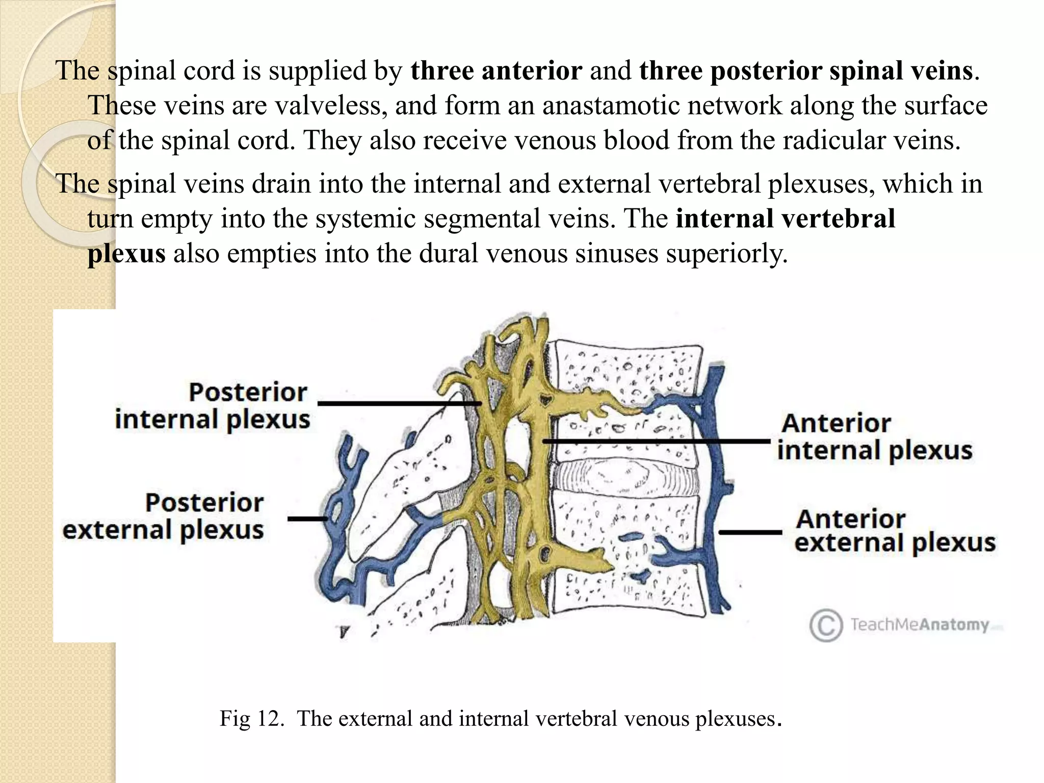 Surgery & anatomy of vertebral column and spinal nerves | PPTX