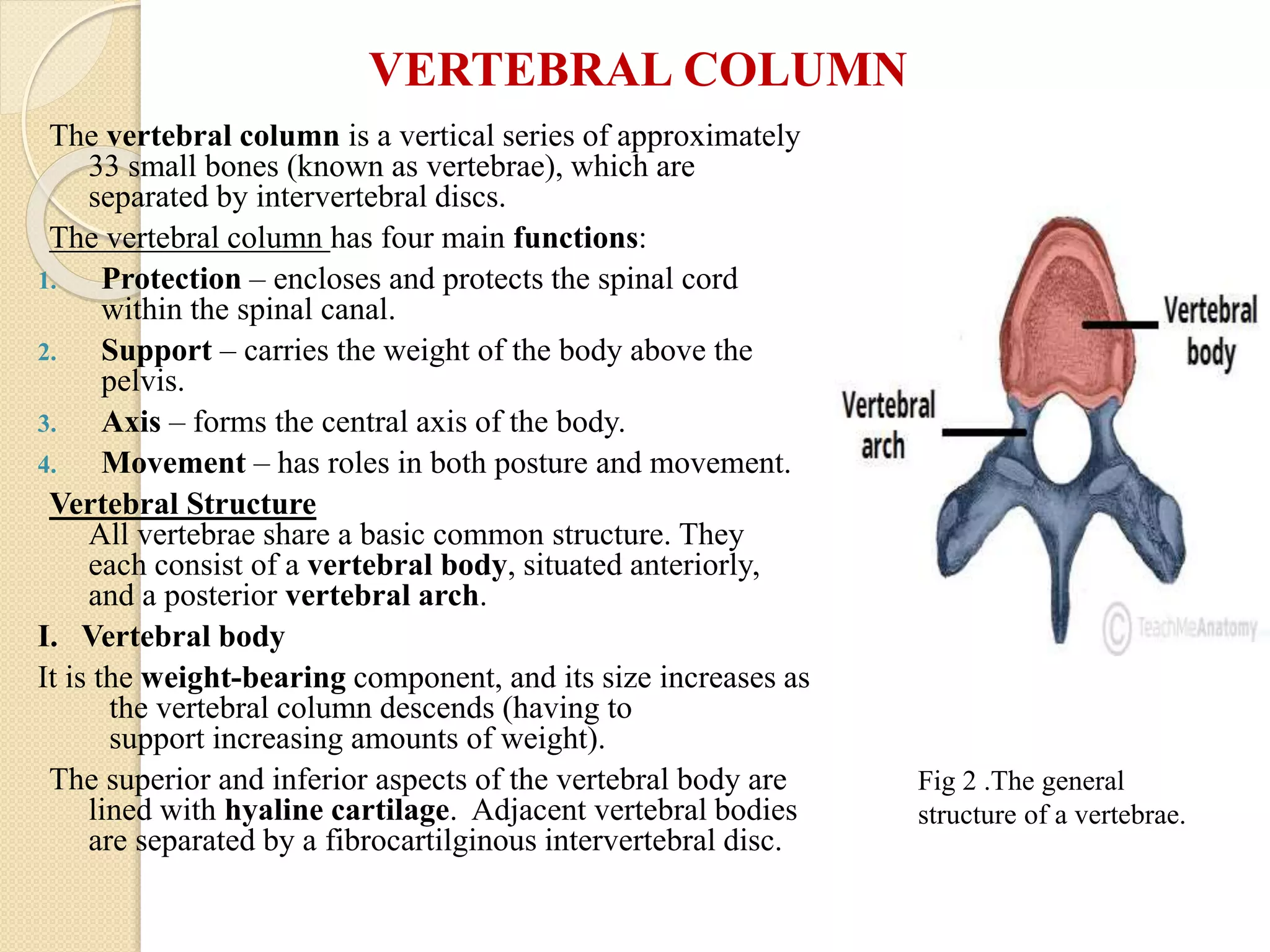 Surgery & anatomy of vertebral column and spinal nerves | PPTX