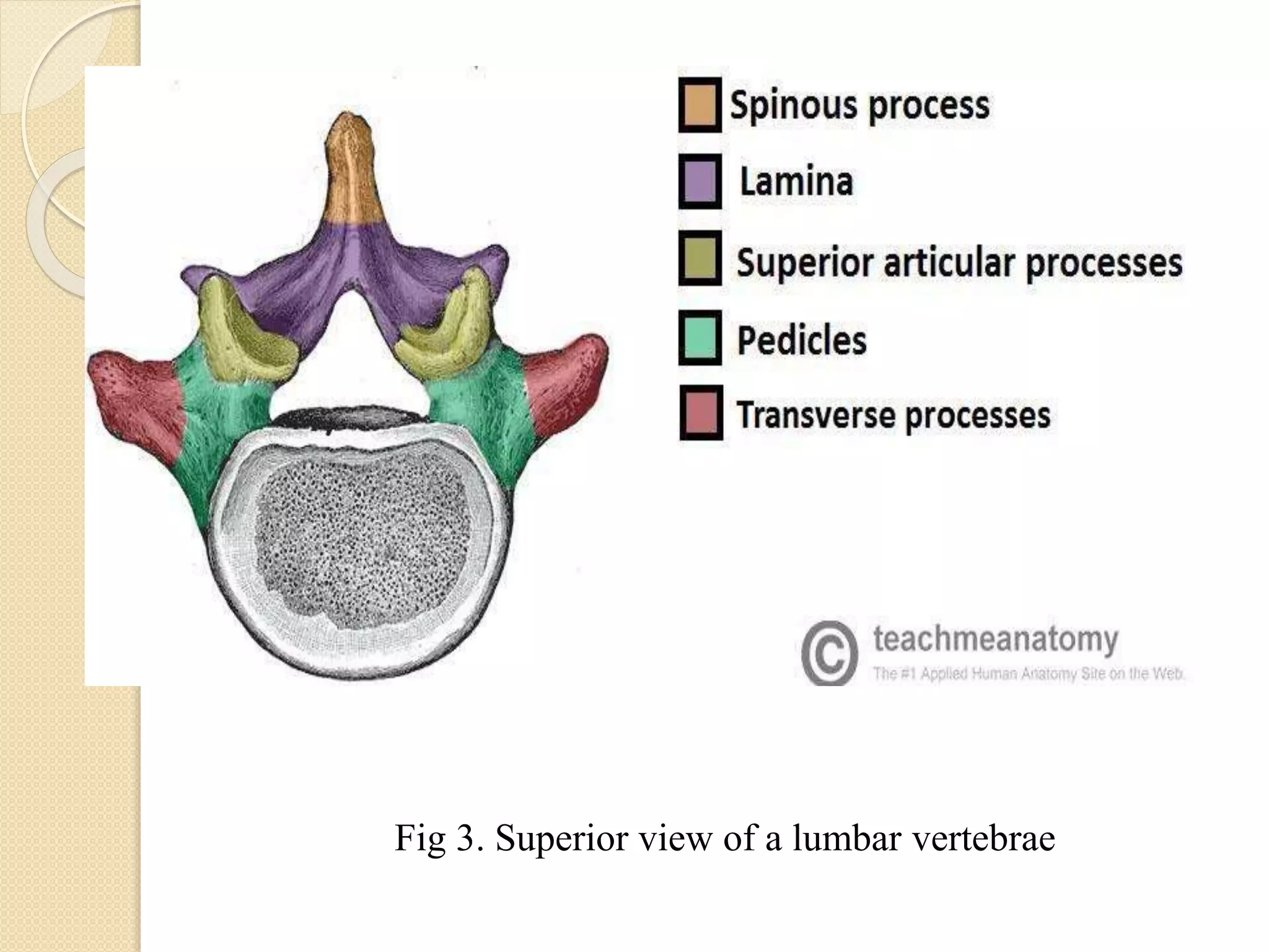 Surgery & anatomy of vertebral column and spinal nerves | PPTX