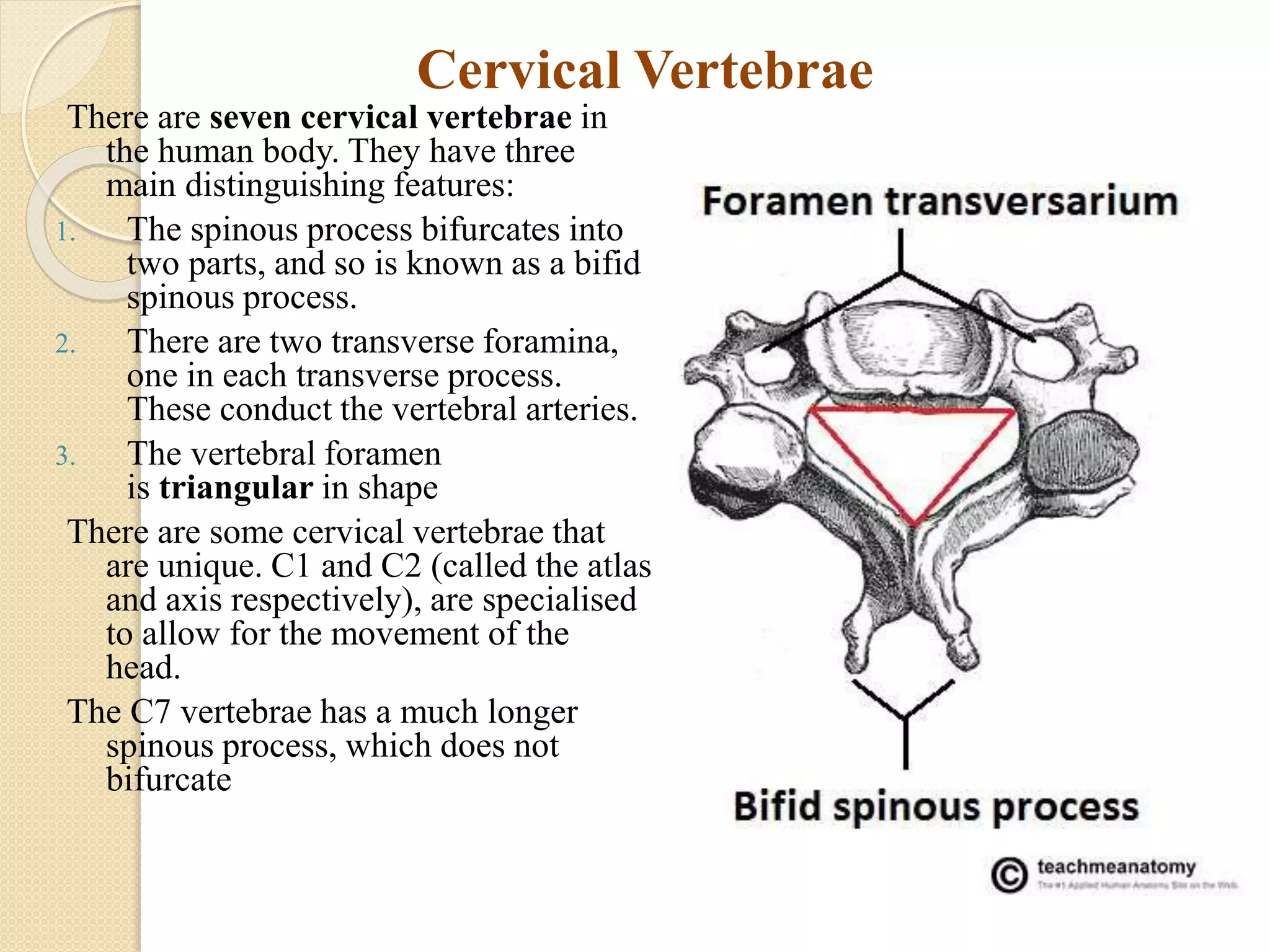Surgery & anatomy of vertebral column and spinal nerves | PPTX