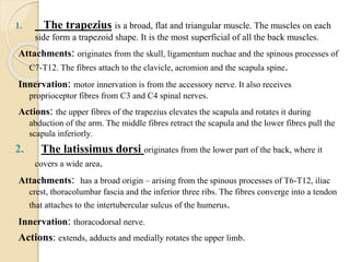 Surgery & anatomy of vertebral column and spinal nerves | PPTX
