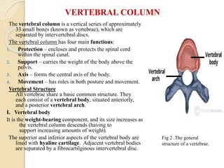 Surgery & anatomy of vertebral column and spinal nerves | PPTX