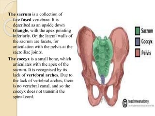 Surgery & anatomy of vertebral column and spinal nerves | PPTX