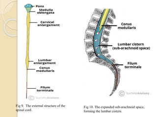 Lumbar Cistern