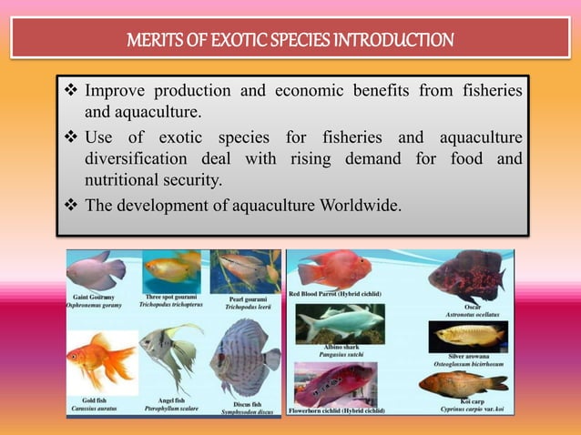 TOPIC – INTRODUCTION OF EXOTIC FISH SPECIES.pptx | Zoos & Aquariums ...