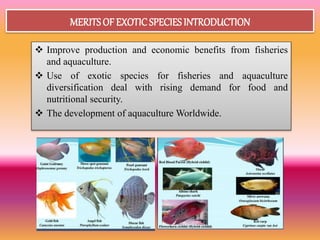 INTRODUCTION OF EXOTIC FISH SPECIES | PPTX