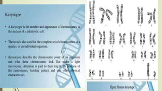 Topic karyotype | PPT