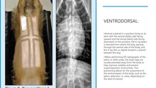 Ultrasound Techniques and Positioning | PPTX
