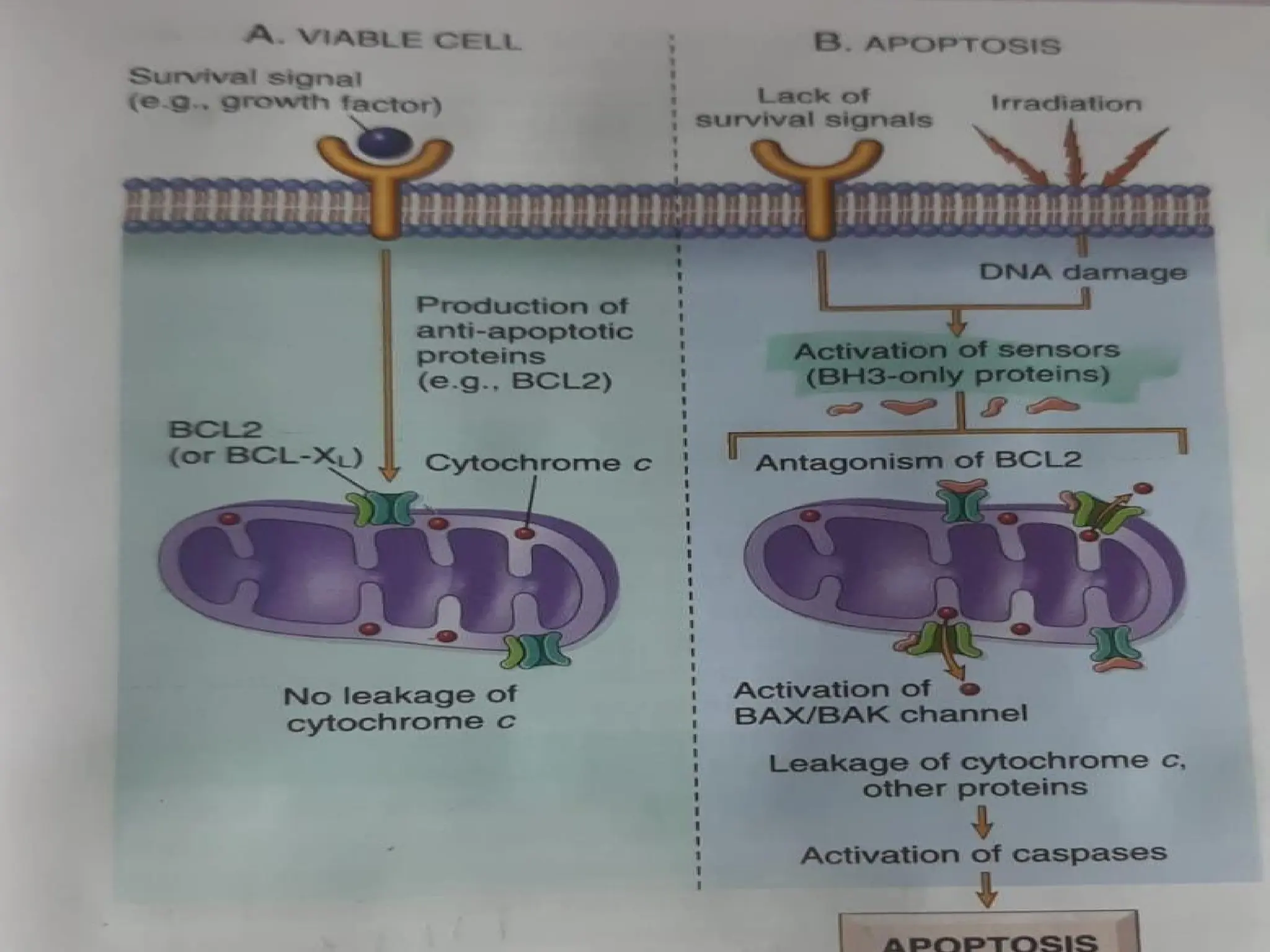 Mechanism Of Apoptosis, its function and its significance.pptx