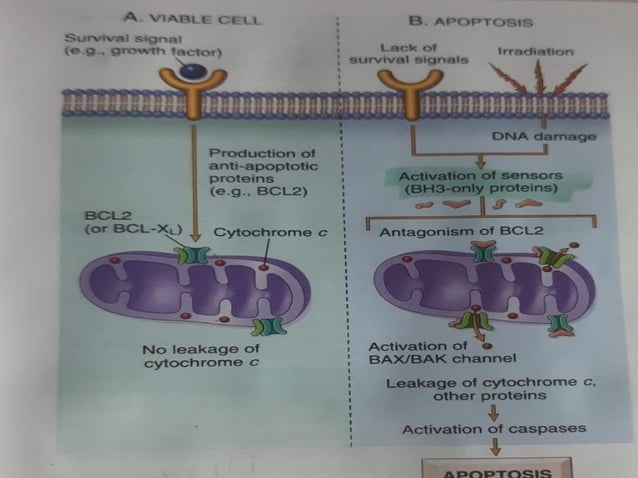 Mechanism Of Apoptosis, its function and its significance.pptx