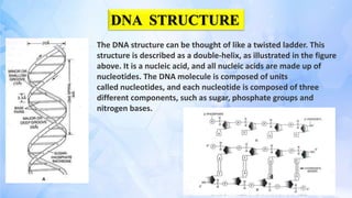 TOPIC NAME Structure of DNA and their Type.pptx