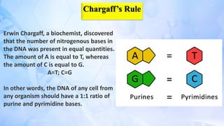 TOPIC NAME Structure of DNA and their Type.pptx