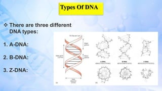 TOPIC NAME Structure of DNA and their Type.pptx