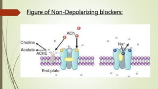 Neuromuscular blockers.pptx