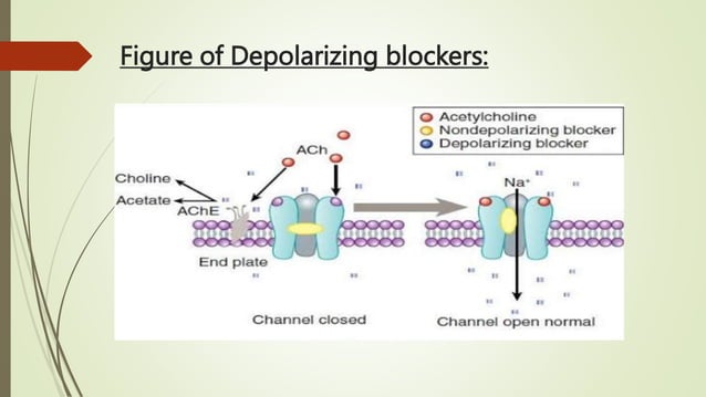 Neuromuscular blockers.pptx