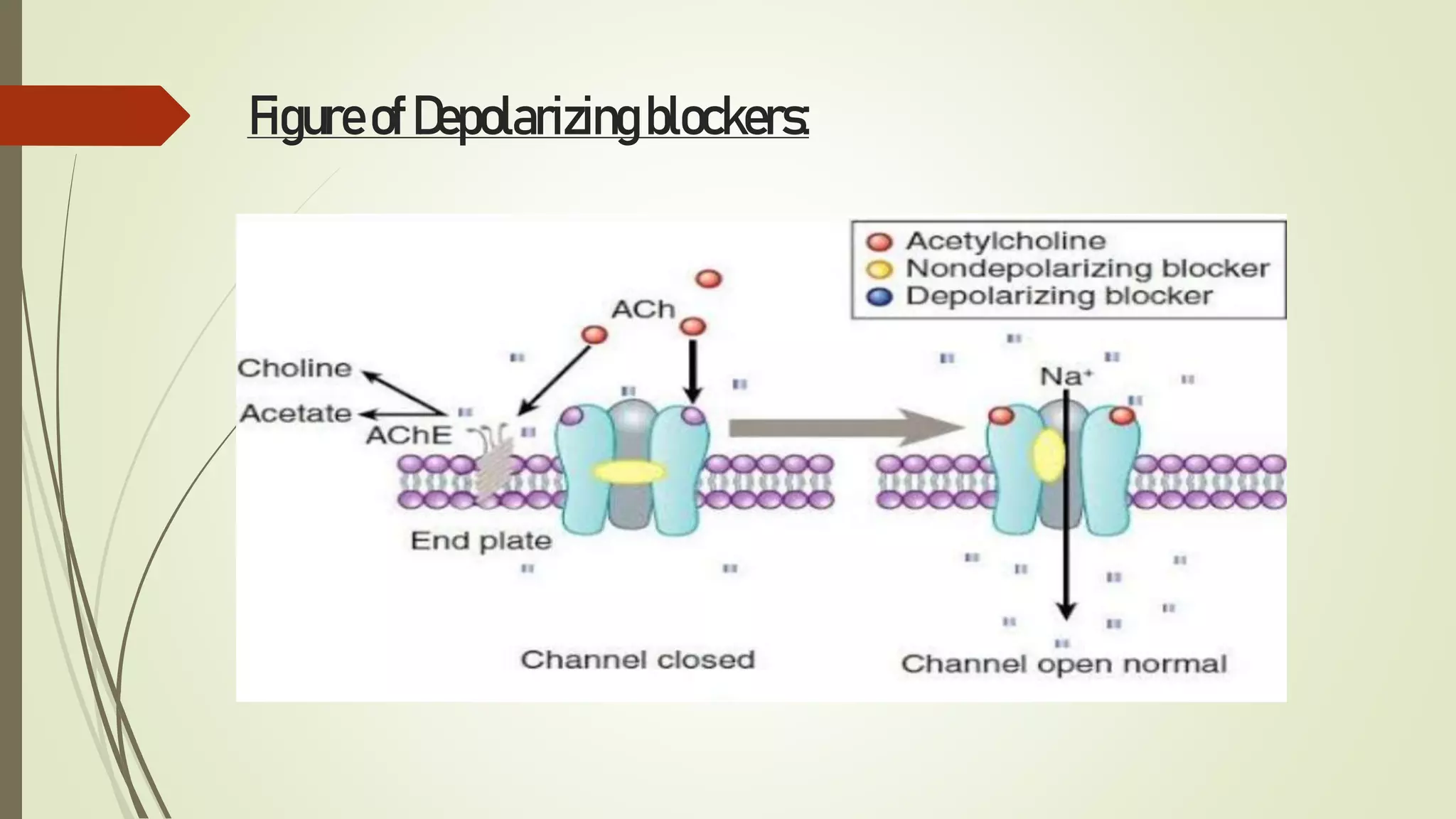 Neuromuscular blockers.pptx