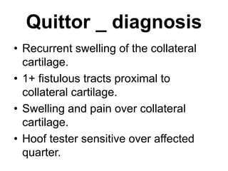 Quittor IN EQUINES | PPT