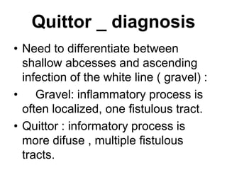 Quittor IN EQUINES | PPT