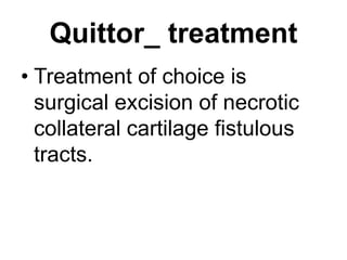 Quittor IN EQUINES | PPT