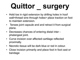 Quittor IN EQUINES | PPT