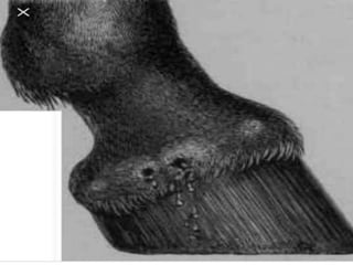 Quittor IN EQUINES | PPT