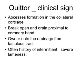 Quittor IN EQUINES | PPT