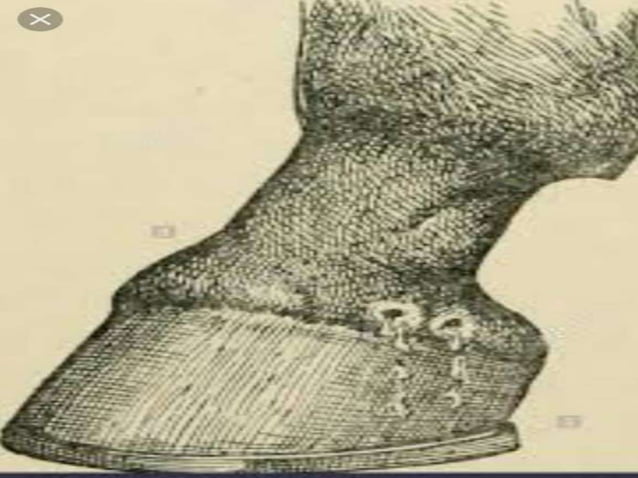 Quittor IN EQUINES | PPT