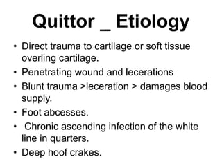 Quittor IN EQUINES | PPT