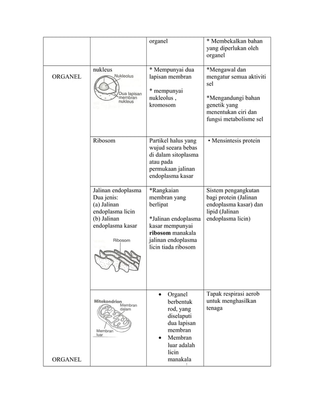 Topik 2 struktur dan organisasi sel | PDF