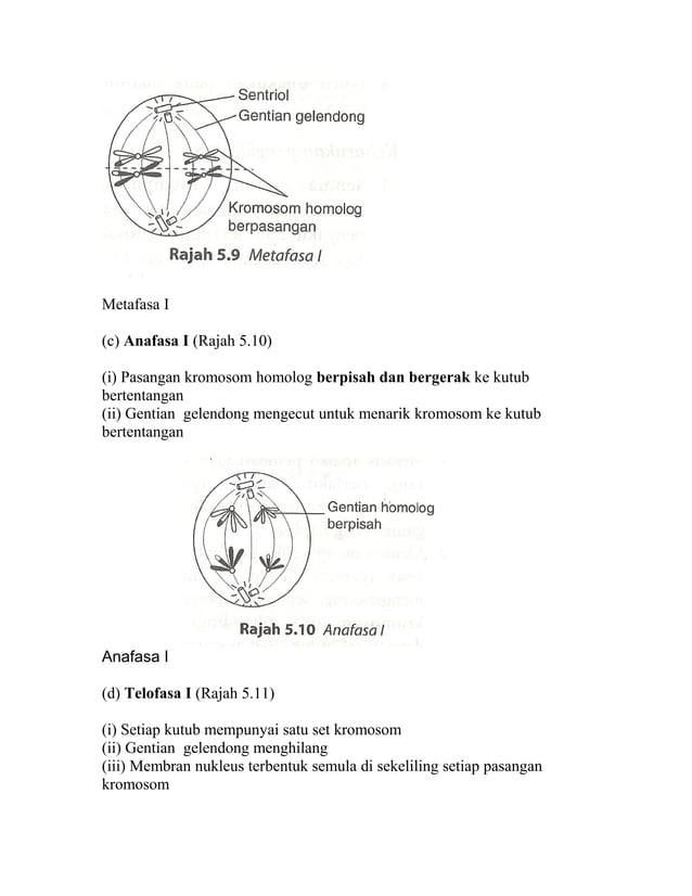Topik 5 pembahagian sel | DOC