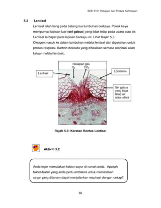 Topik 5 respirasi_tumbuhan | PDF