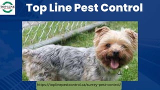 topline pest control Ensuring Community Safety and Animal Welfare.pptx