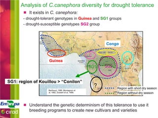 Topo conferencia cafe conilon vitoria 2012 v1.5 | PPT