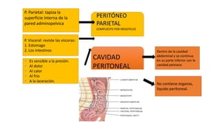 Topografía del abdomen y cavidad peritoneal | PPTX