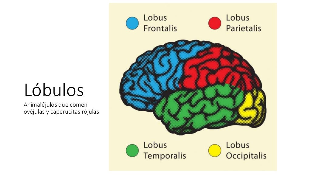 Topografía y localización en el sistema nervioso