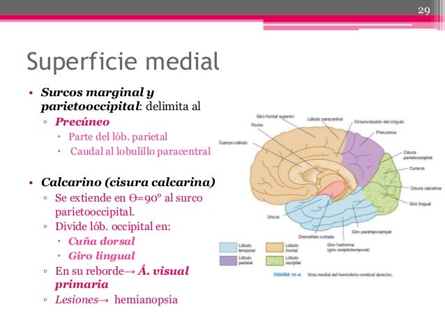 Generalidades del cerebro