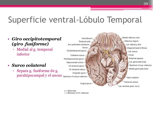 Generalidades del cerebro